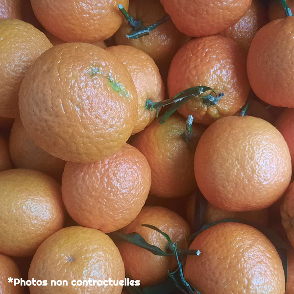 Commandez notre Poires Comice chez Earl Clair Fruits à Loriol-sur-Drôme